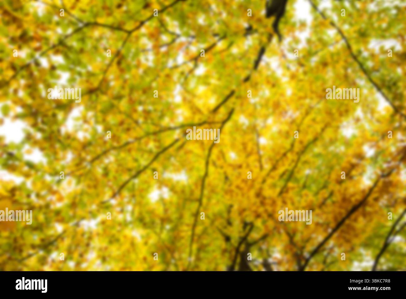 Canopy of foliage hi-res stock photography and images - Alamy