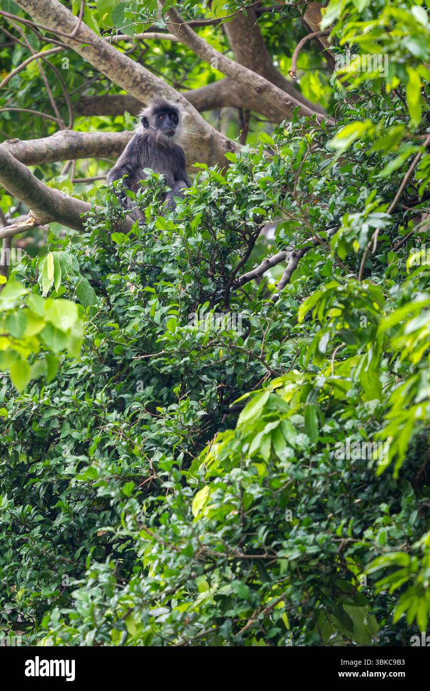 Germain's Langur - Trachypithecus germaini, rare endagered Old World ...