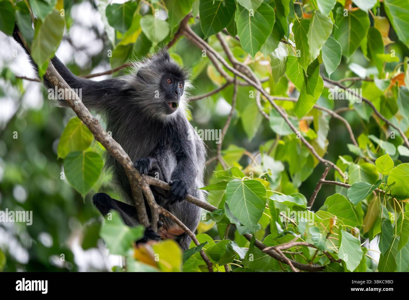 Germain's Langur - Trachypithecus germaini, rare endagered Old World ...