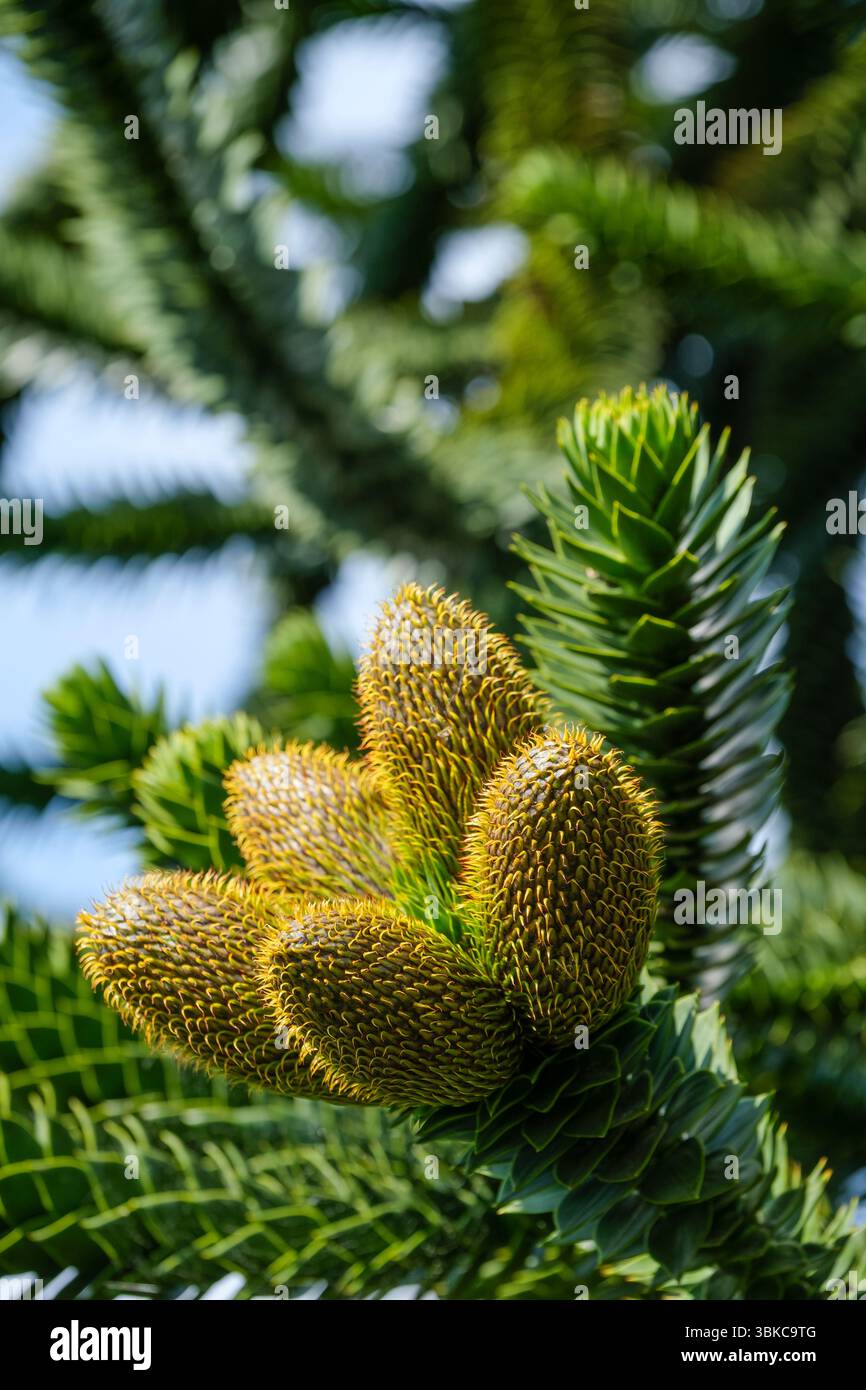 monkey puzzle Chile pine Araucaria araucana Stock Photo - Alamy