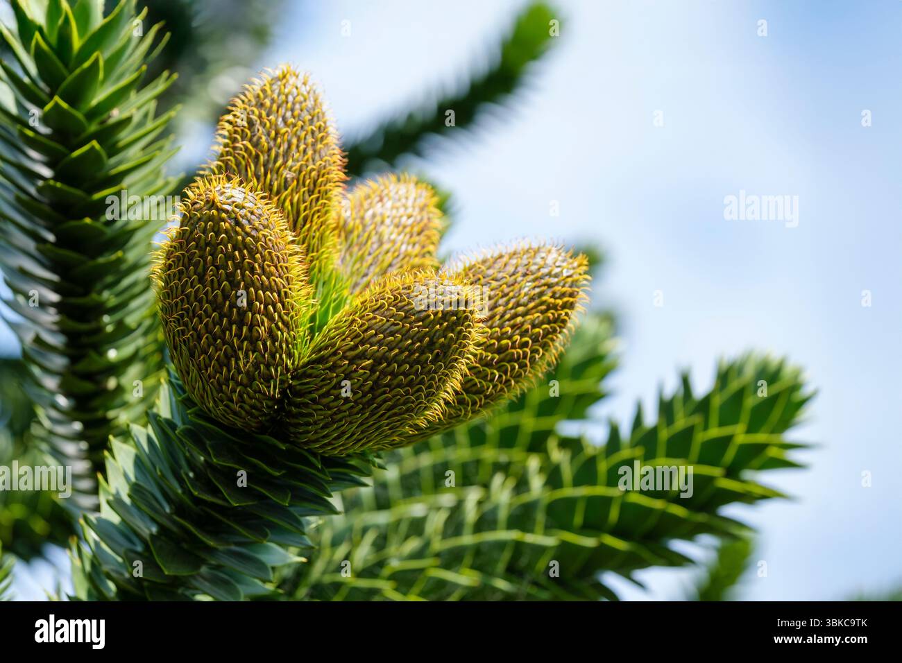 monkey puzzle Chile pine Araucaria araucana Stock Photo - Alamy