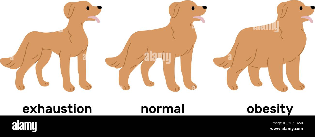 Stages of dog weight gain from emaciation. Normality to obesity process ...