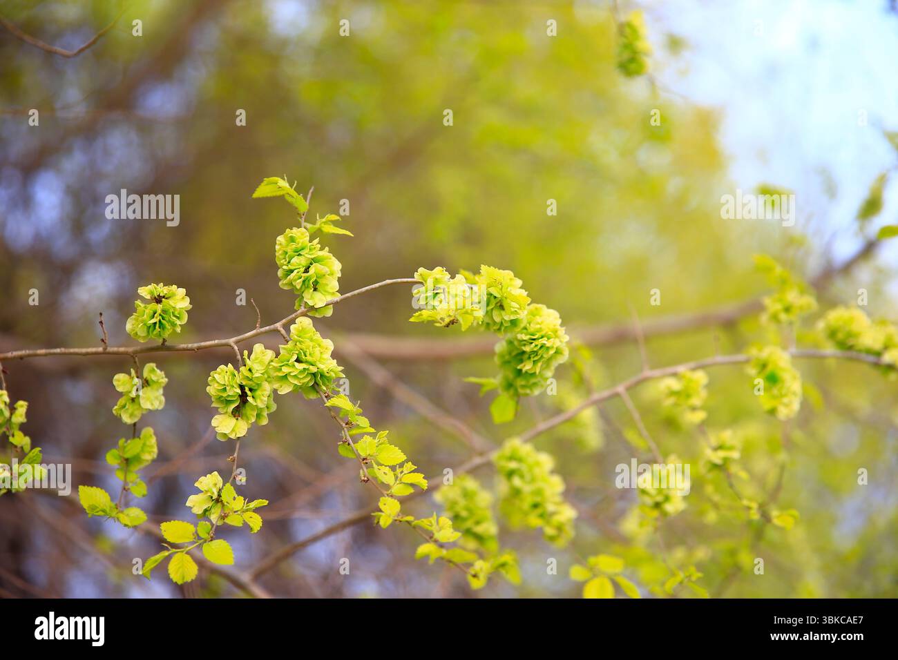 A branch of the Elm tree. Ulmus hollandica. Golden Elm，The elm tree is ...