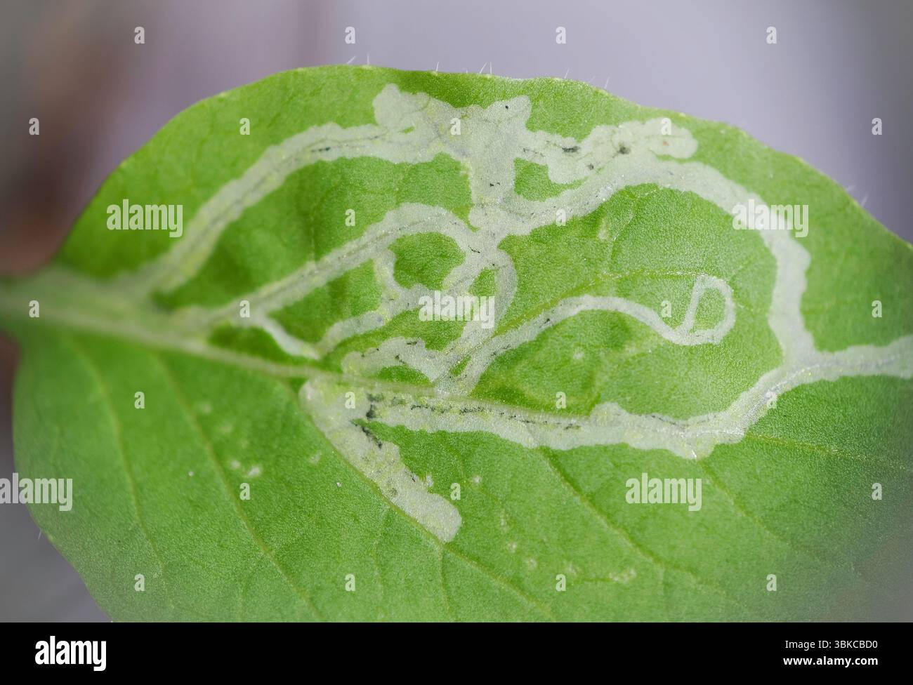 Plant leaf damage caused by leaf miners Stock Photo - Alamy