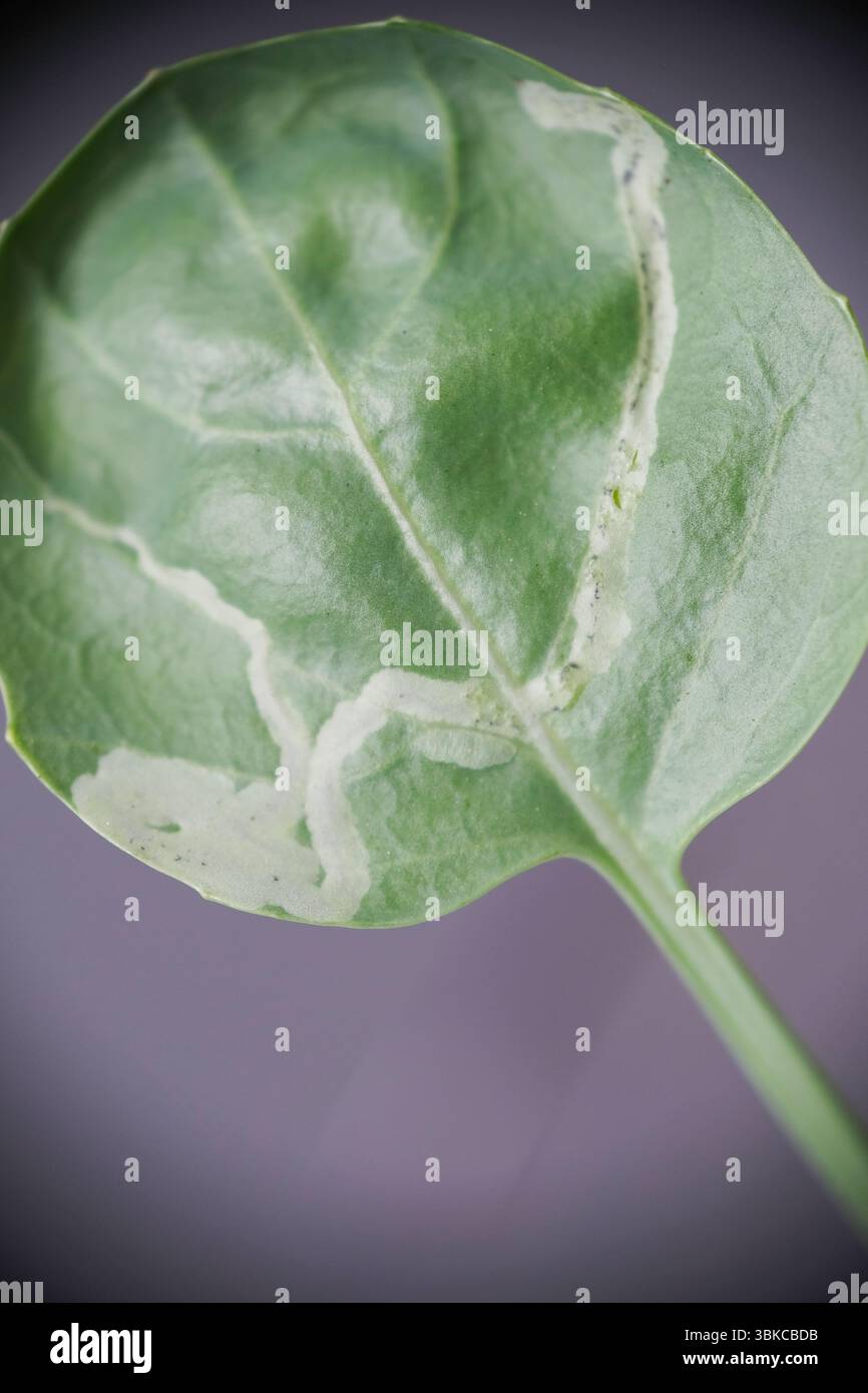 Plant leaf damage caused by leaf miners Stock Photo - Alamy