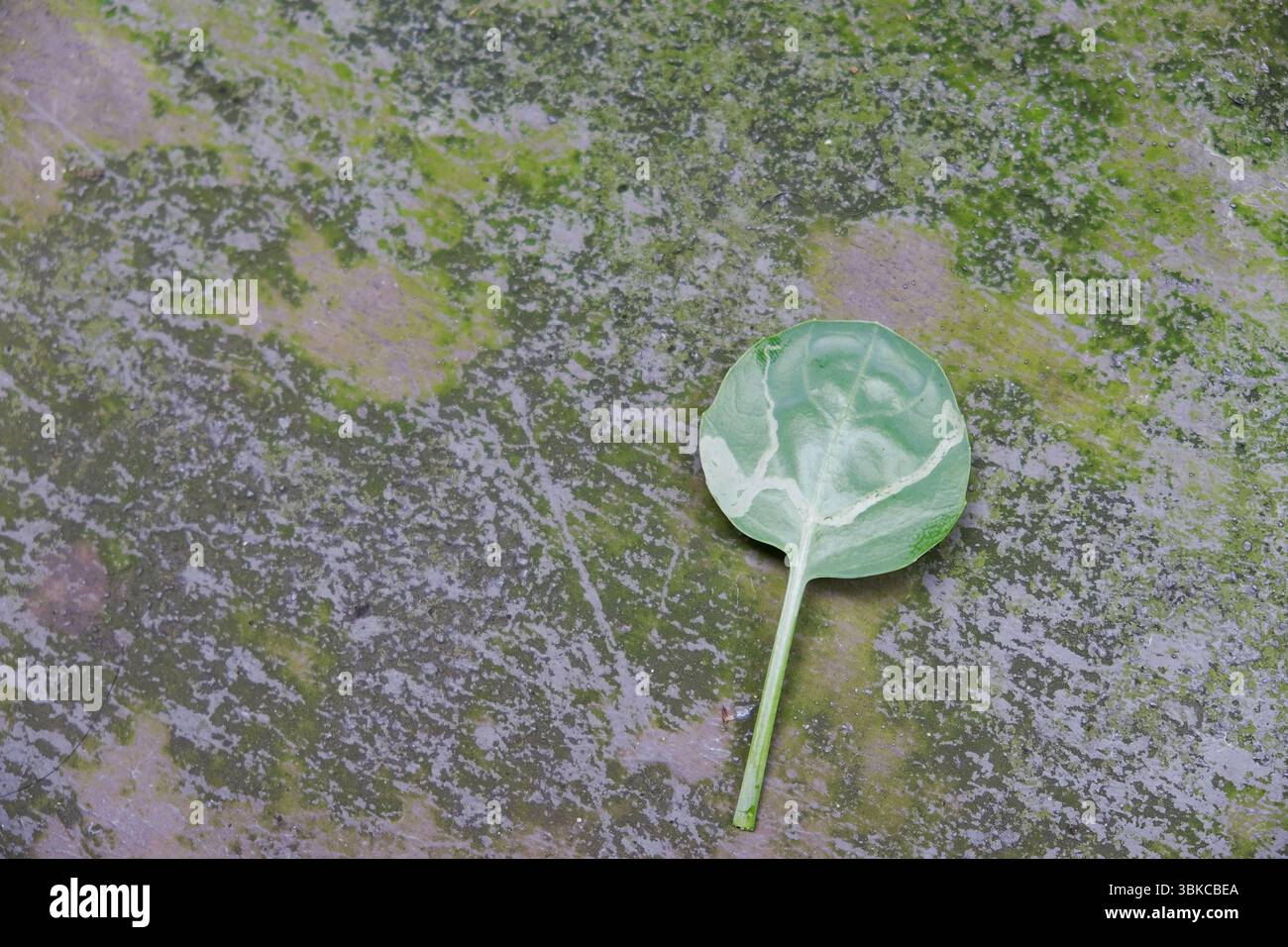 Plant leaf damage caused by leaf miners Stock Photo - Alamy