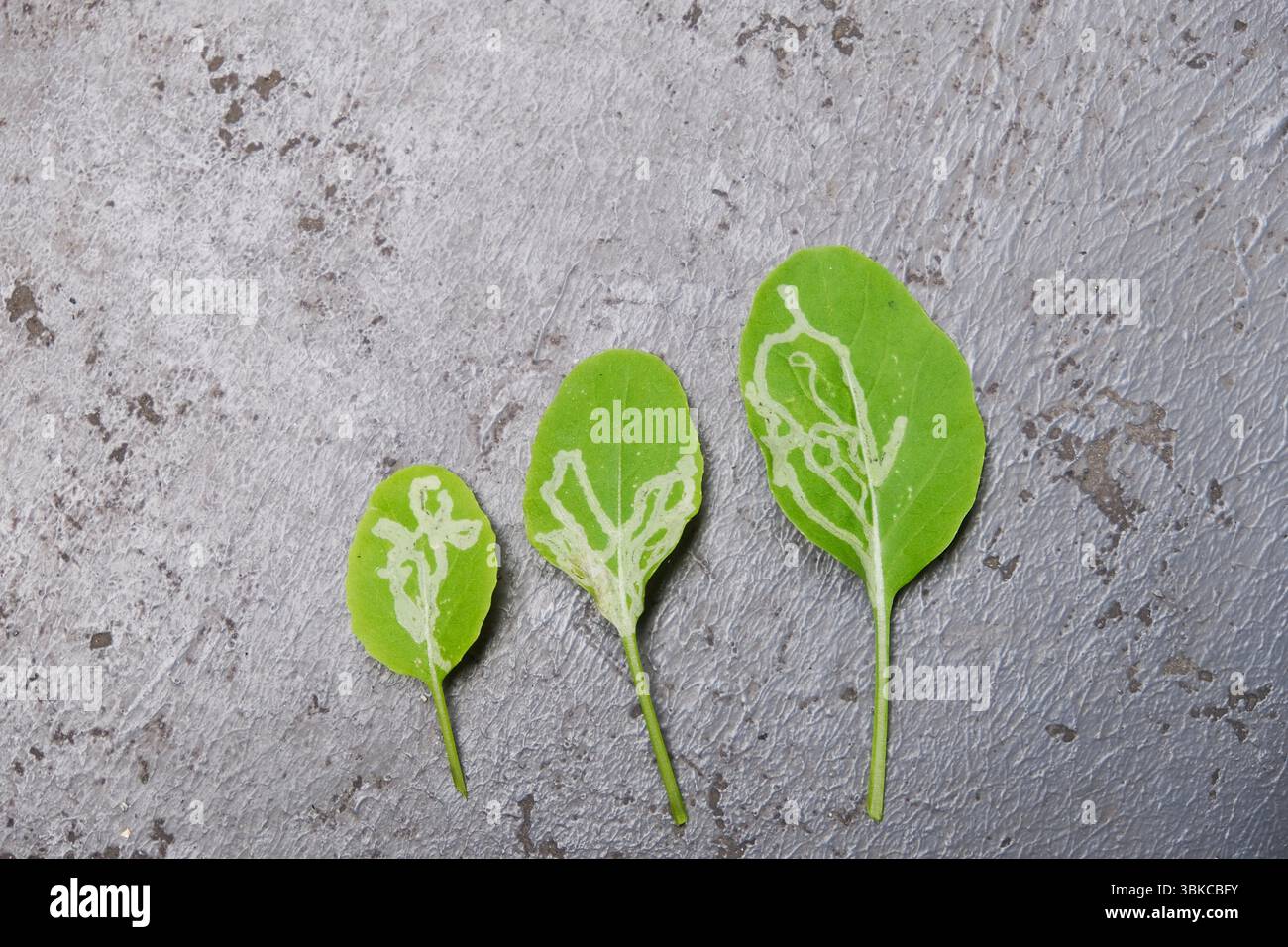 Plant leaf damage caused by leaf miners Stock Photo - Alamy