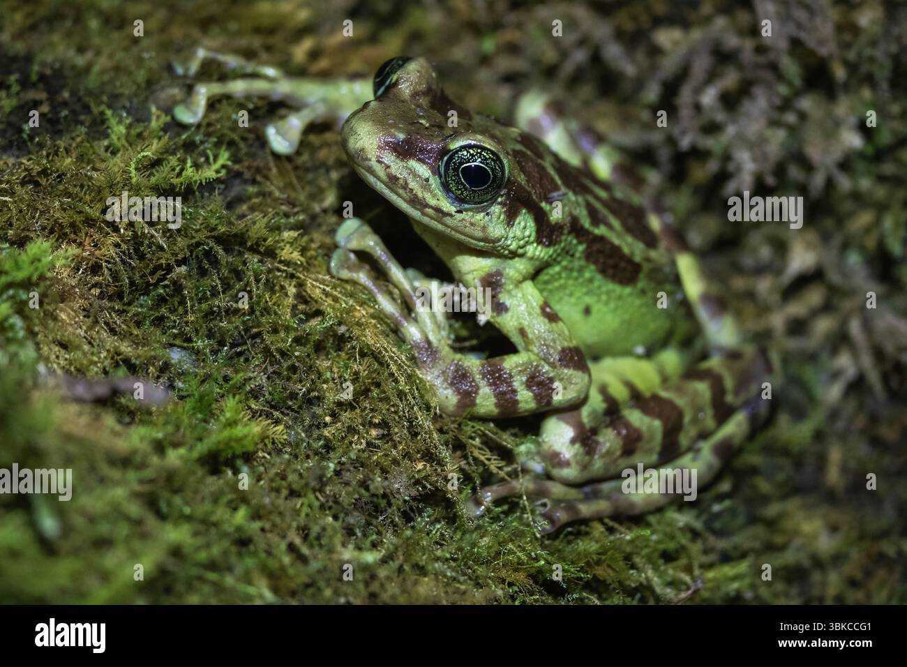 Himalayan cascade frog hi-res stock photography and images - Alamy