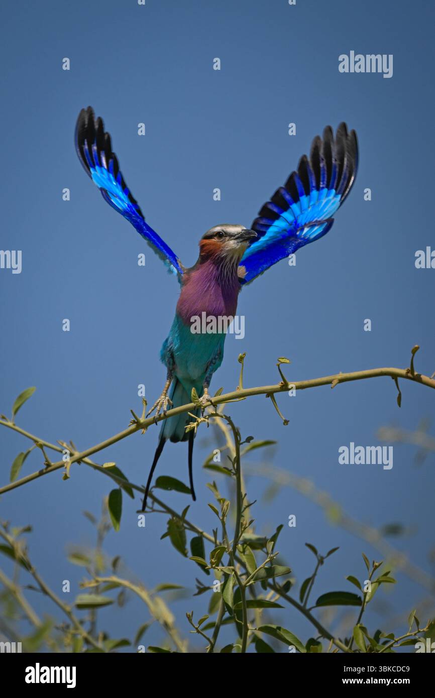 Birds flying from bushes hi-res stock photography and images - Alamy