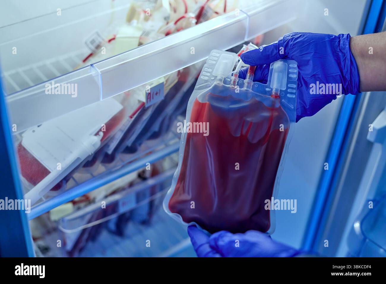 doctor holding a bag of red blood in the blood storage refrigerator in ...