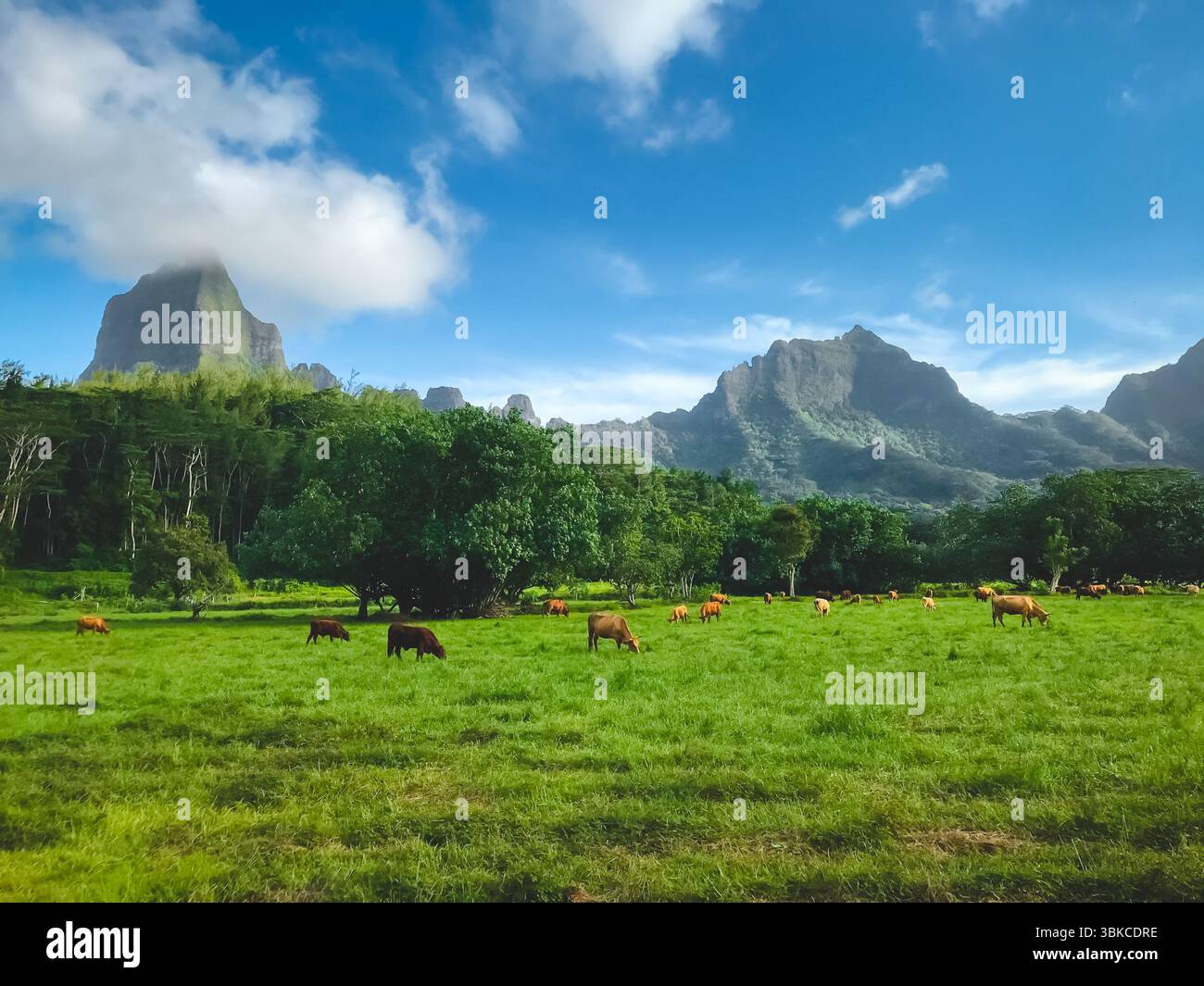 Cow on mountain meadow hi-res stock photography and images - Alamy