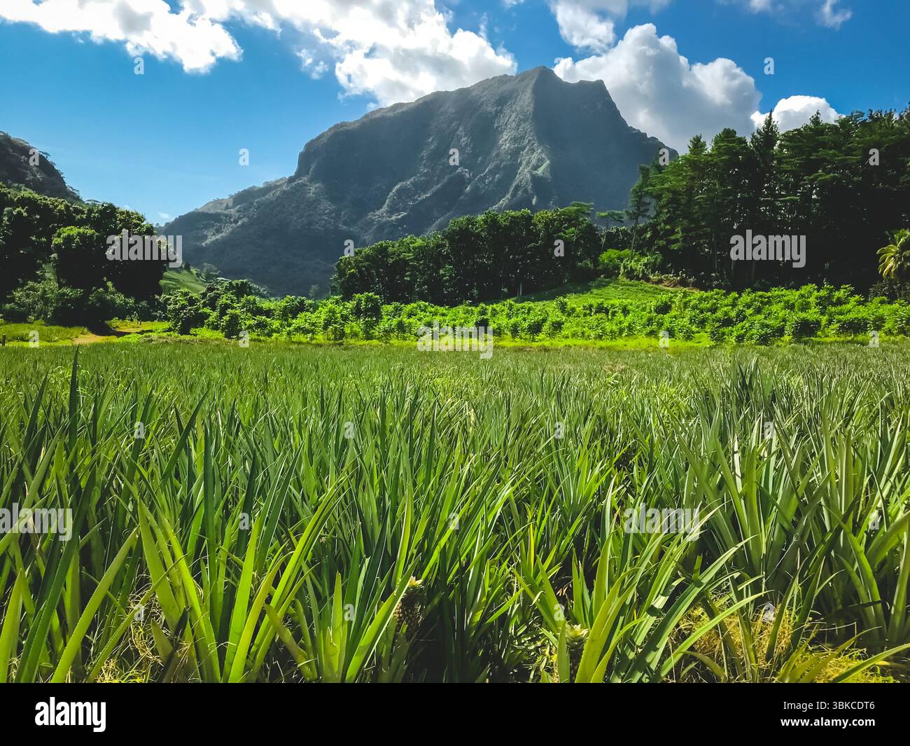 Green mountain landscape with fresh pineapple field, forest and mount ...