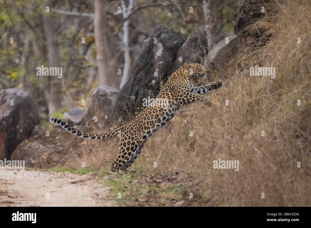 Indian Leopard, Panthera pardus fusca, female, Pench Tiger Reserve ...