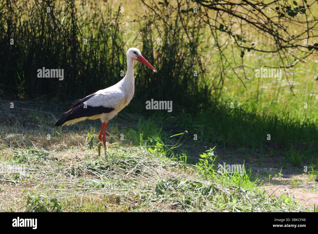 Walking stork in forest hi-res stock photography and images - Alamy