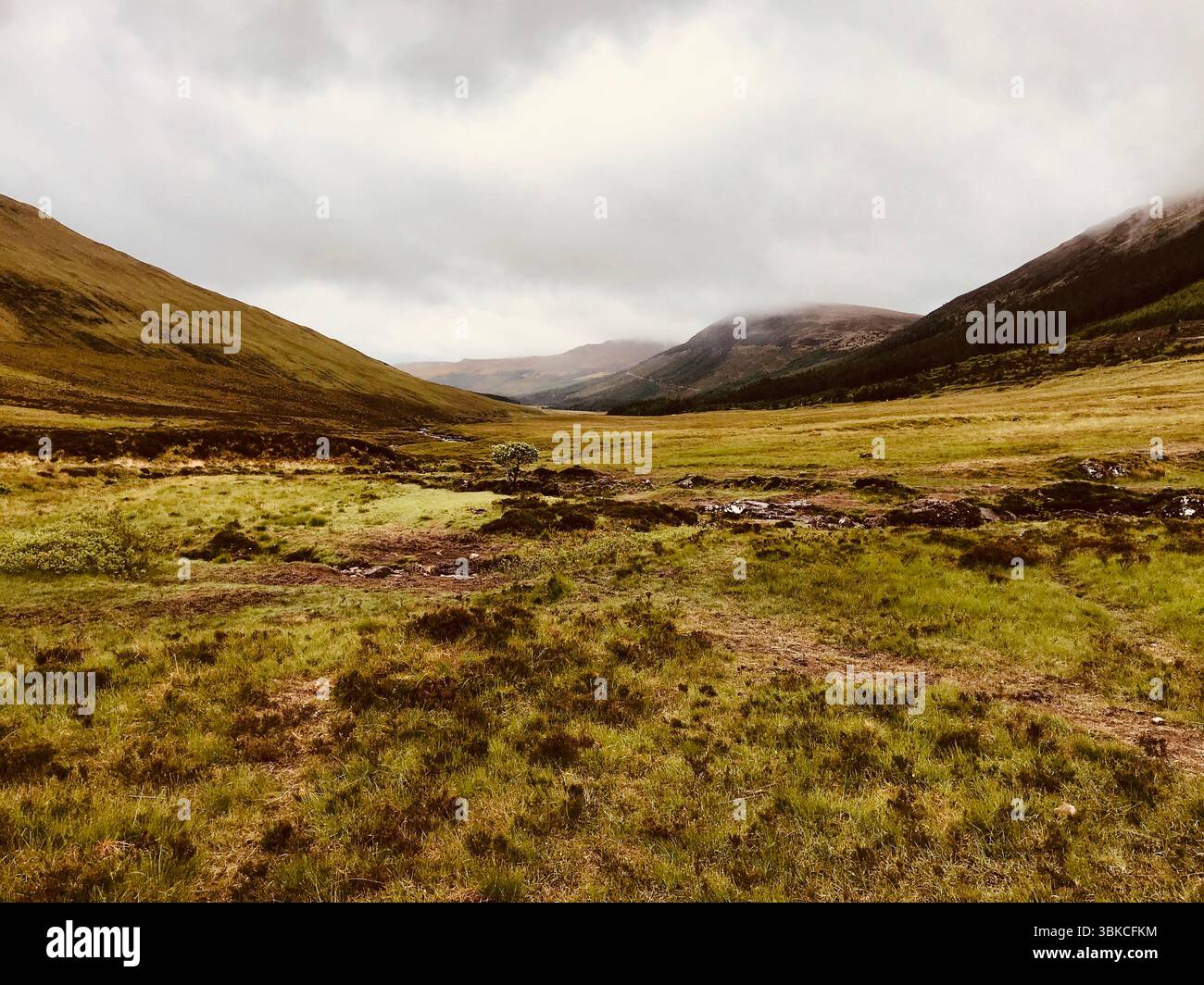 Lone Tree in the Scottish Highlands Stock Photo - Alamy