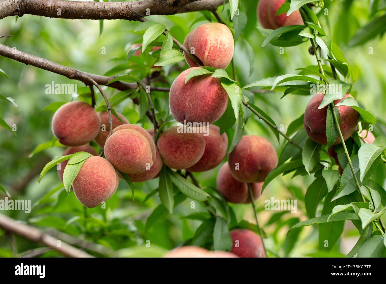 Nourishing blood and blood hi-res stock photography and images - Alamy