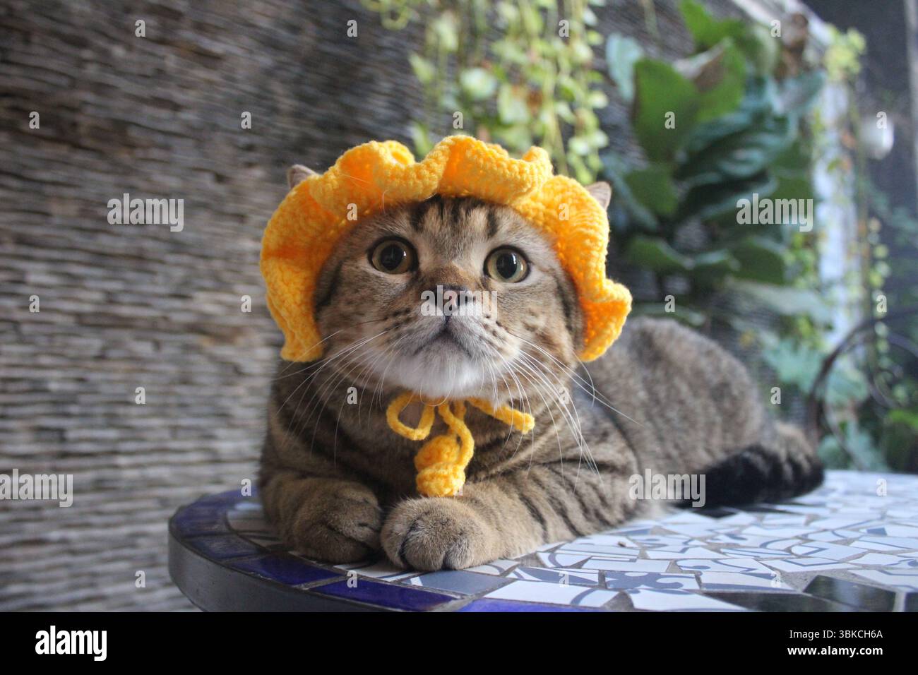A close-up photo of a cute domestic cat wearing a bright yellow ...