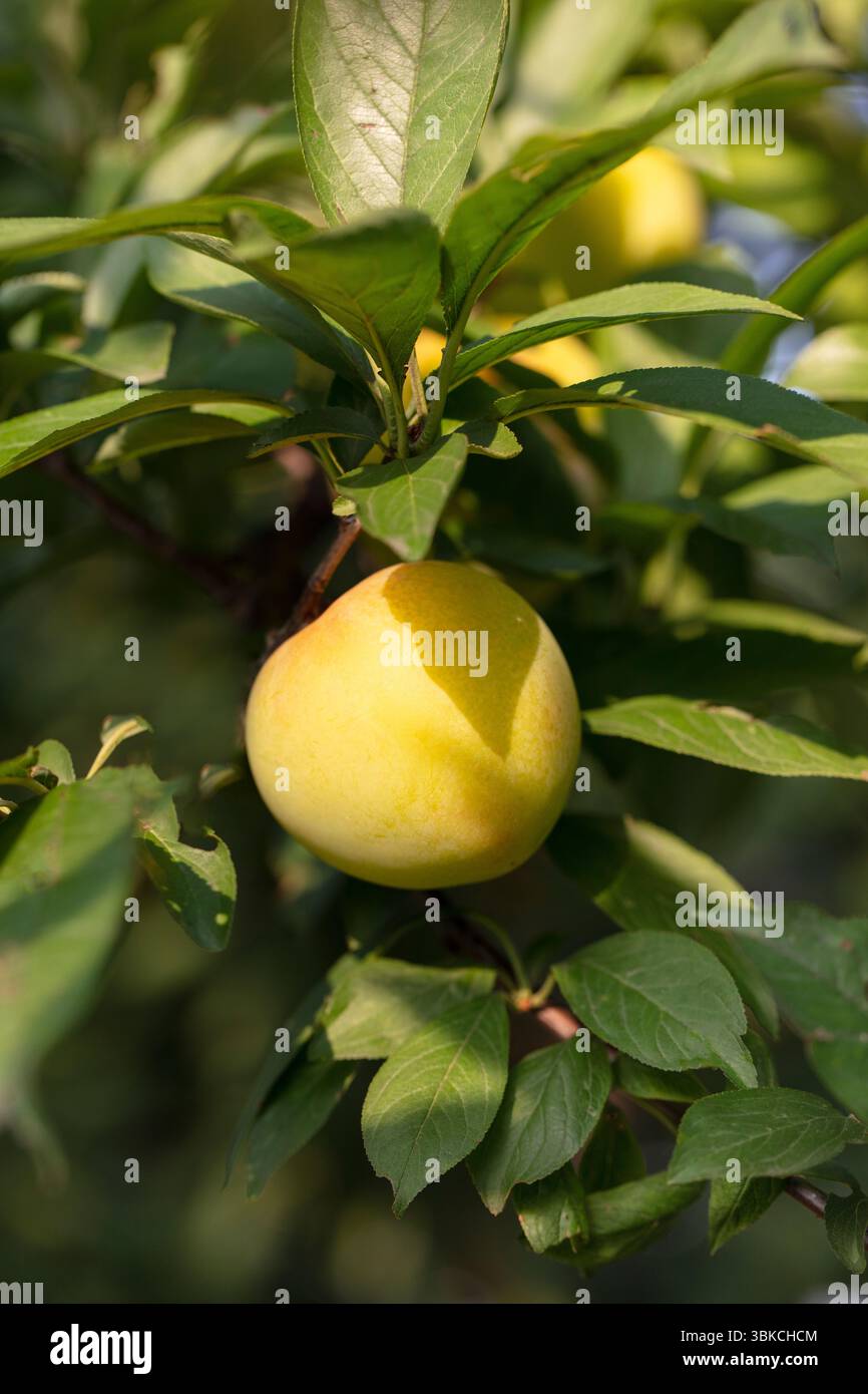 Plums feature hi-res stock photography and images - Alamy