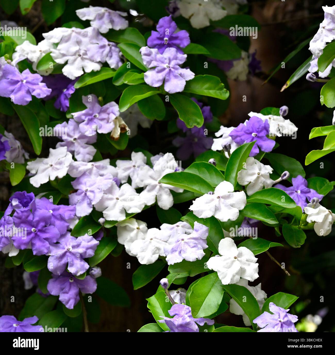 White and purple spring flowers of yesterday-today-and-tomorrow tree ...