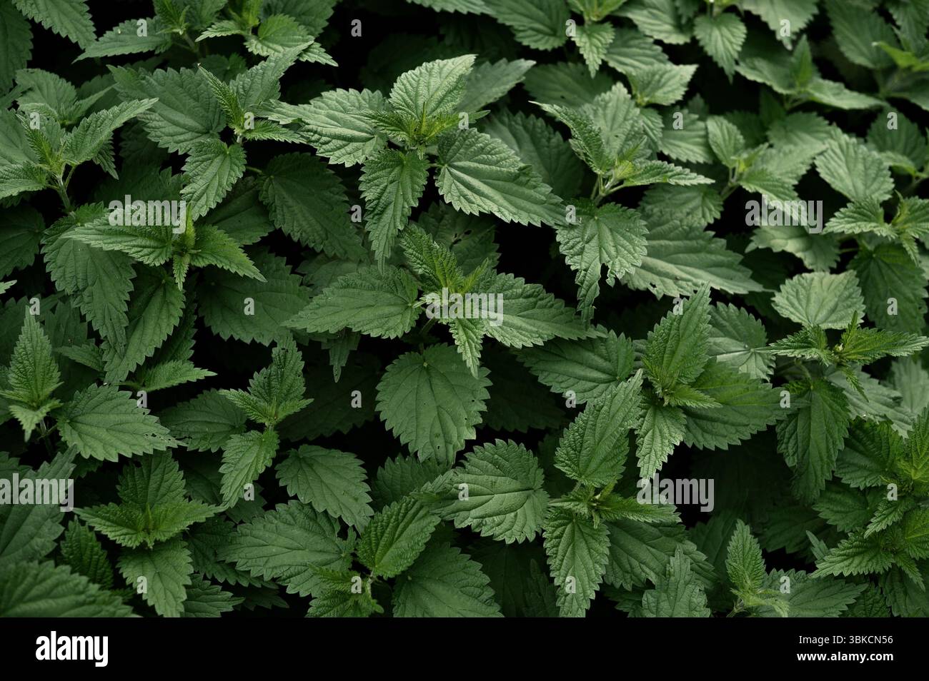 Dense stinging nettles in hi-res stock photography and images - Alamy