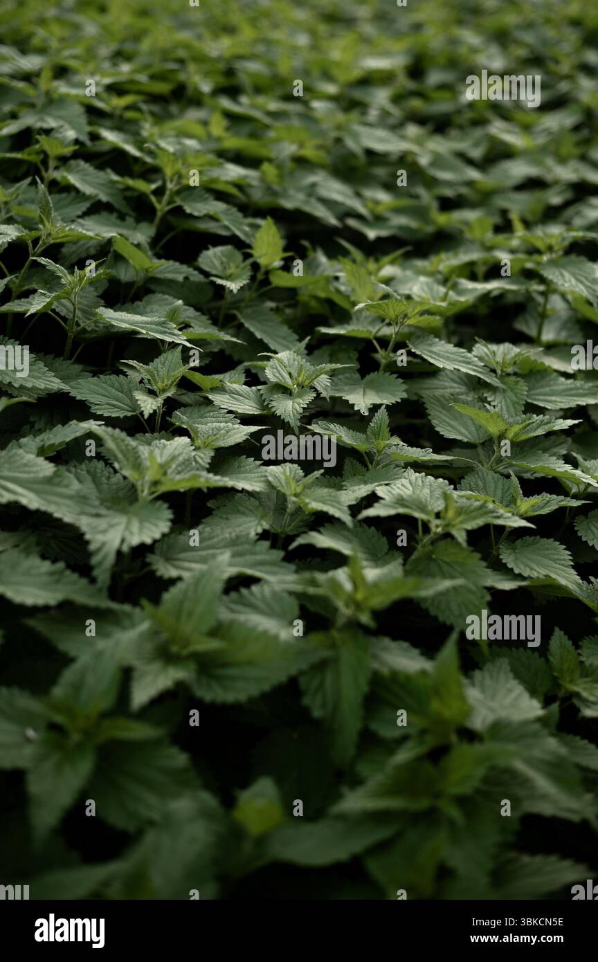 Shadow in patch of light hi-res stock photography and images - Alamy