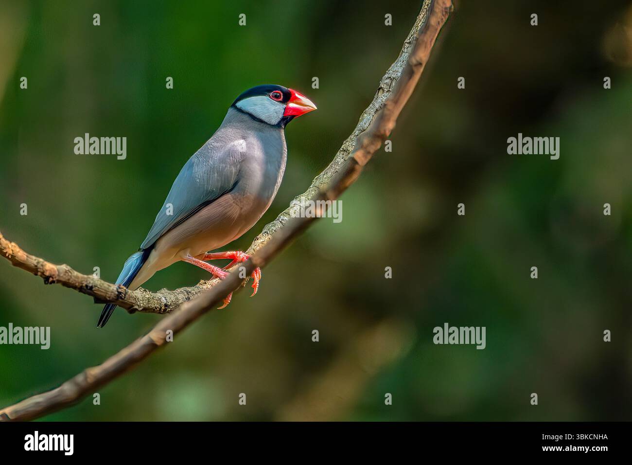 Java finch, Java sparrow, padda oryzivora, over a branch Stock Photo ...