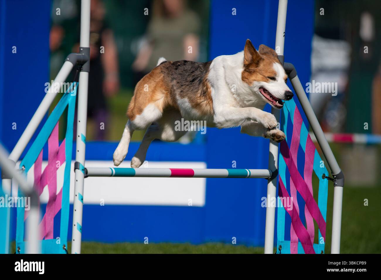 An Australian cattle dog running through obstacles during Stock Photo ...