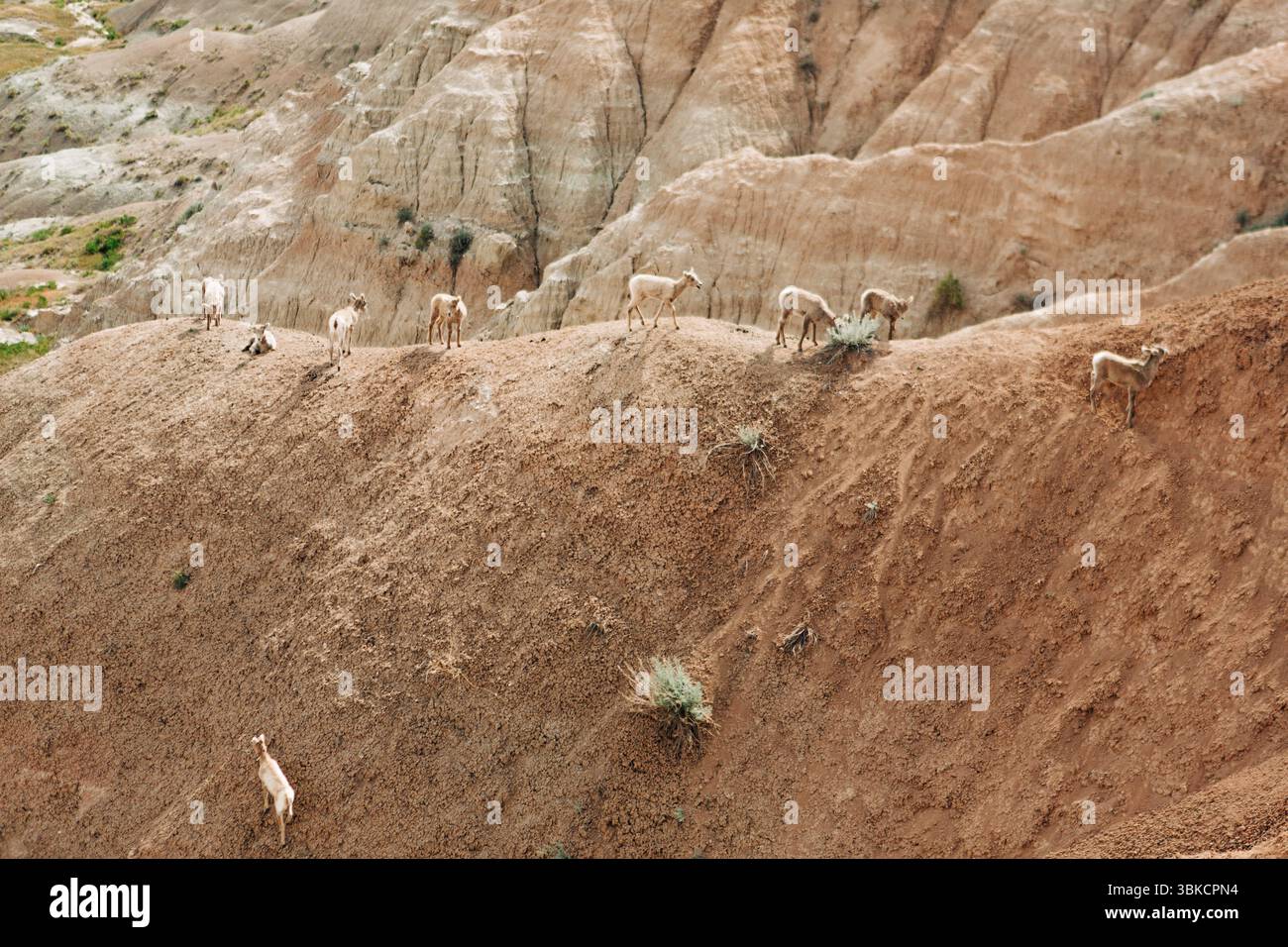 Bighorn sheep and lambs grazing on ridge near Sagecreek Rim Road Stock ...