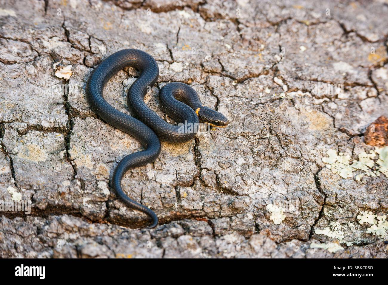 A small ring-necked snake showcasing its colorful ringed neck Stock ...