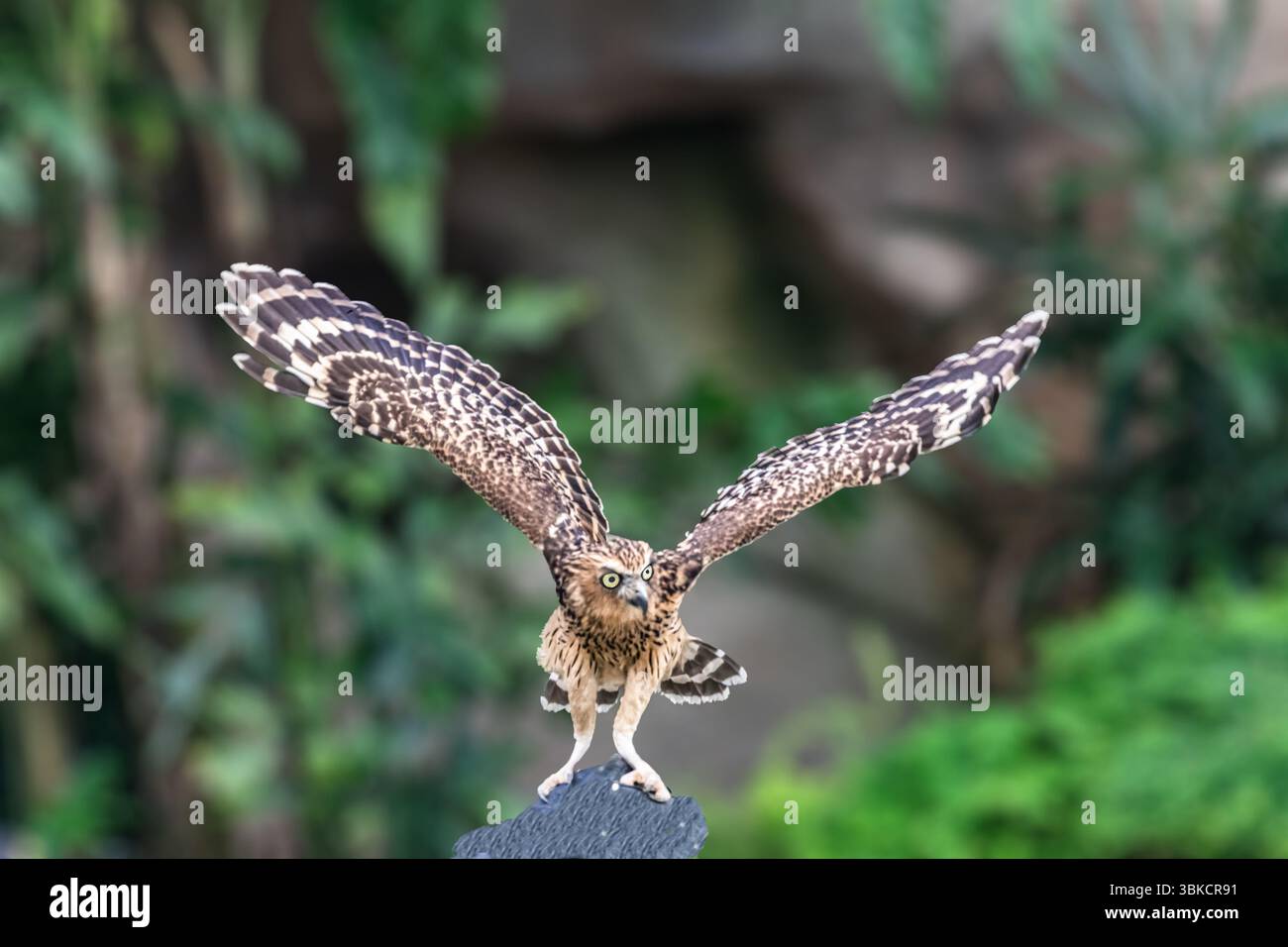 Malay fish owl hi-res stock photography and images - Alamy