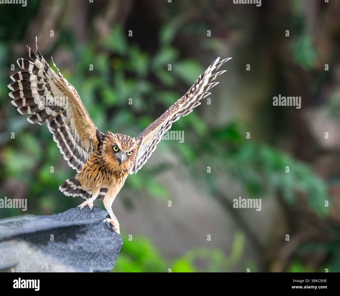 Portrait malay eagle owl hi-res stock photography and images - Alamy