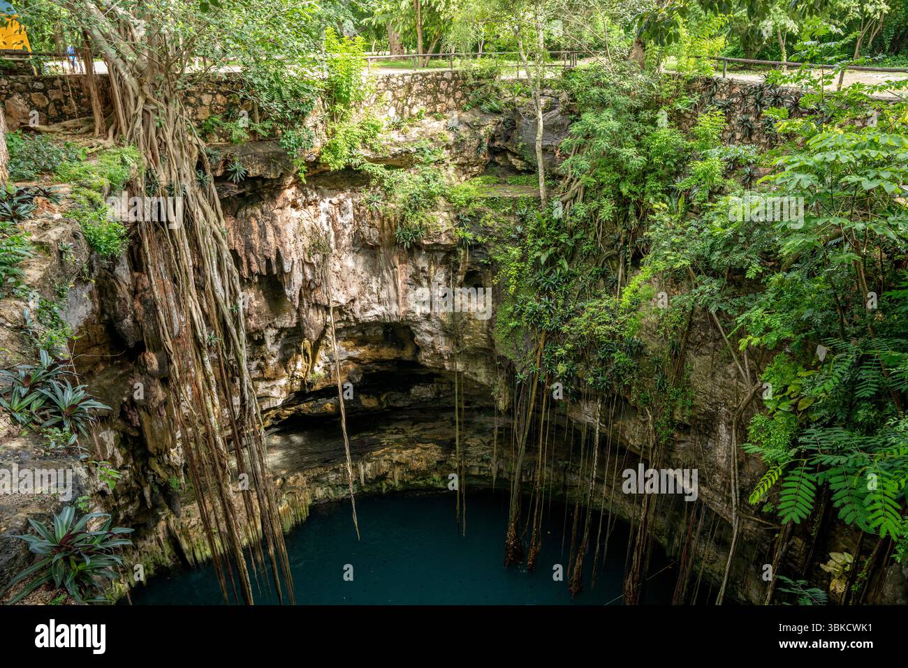 Cenote Oxman natural limestone cave entrance with lush vegetation and ...