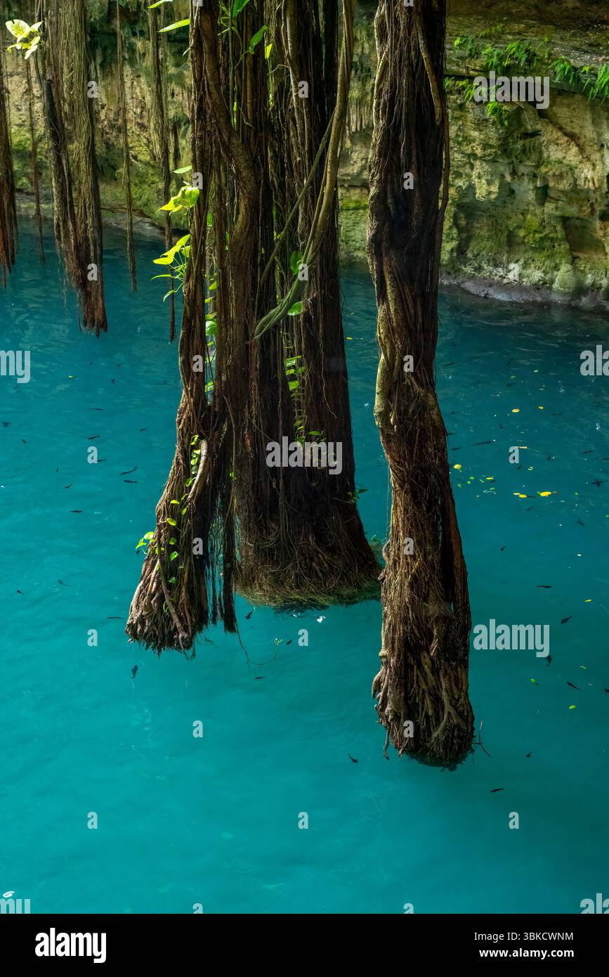 Cenote Oxman turquoise water with hanging tree roots and limestone cave ...