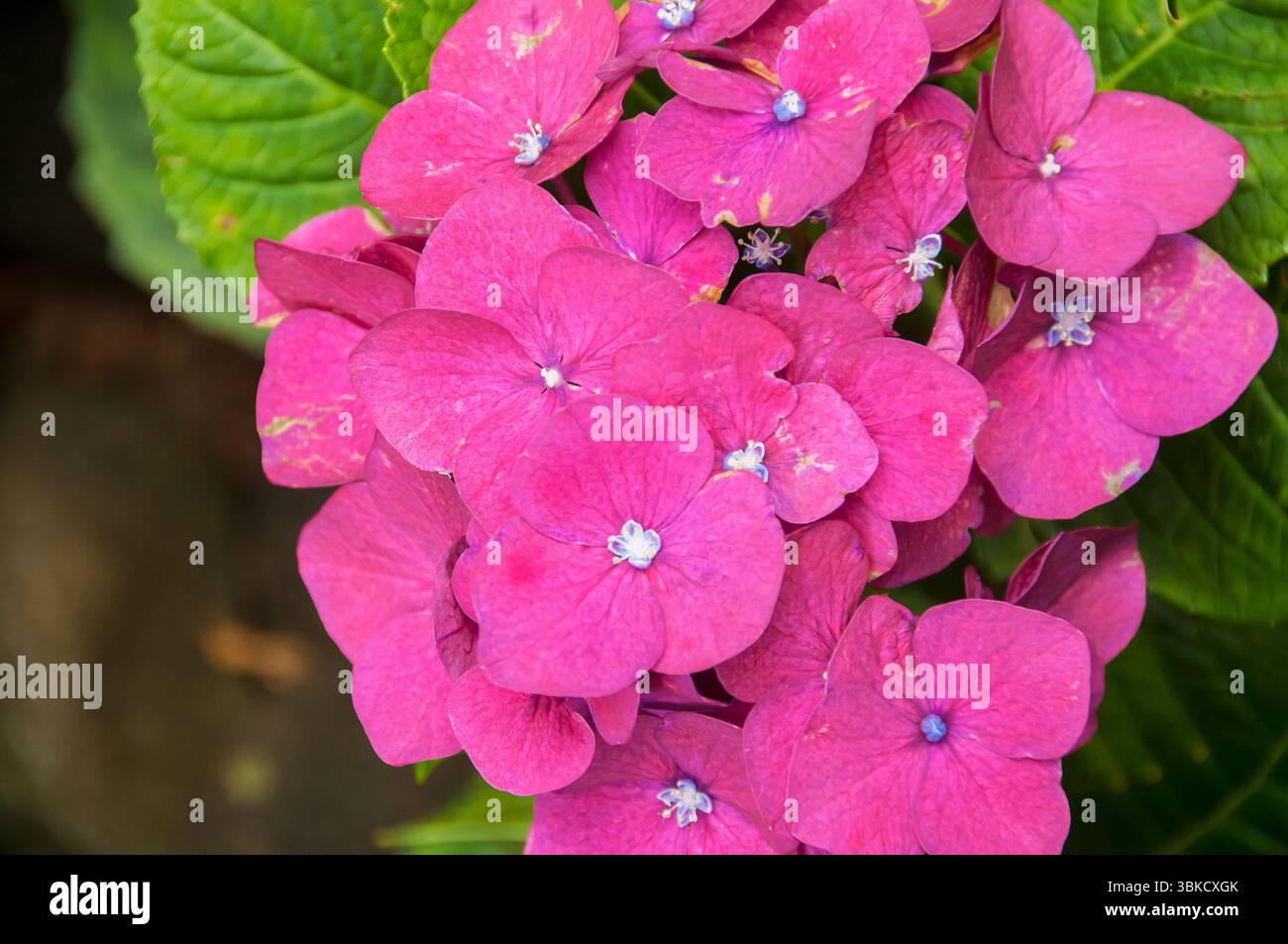 Hydrangeas are the typical flowers of the Azores Islands Stock Photo ...