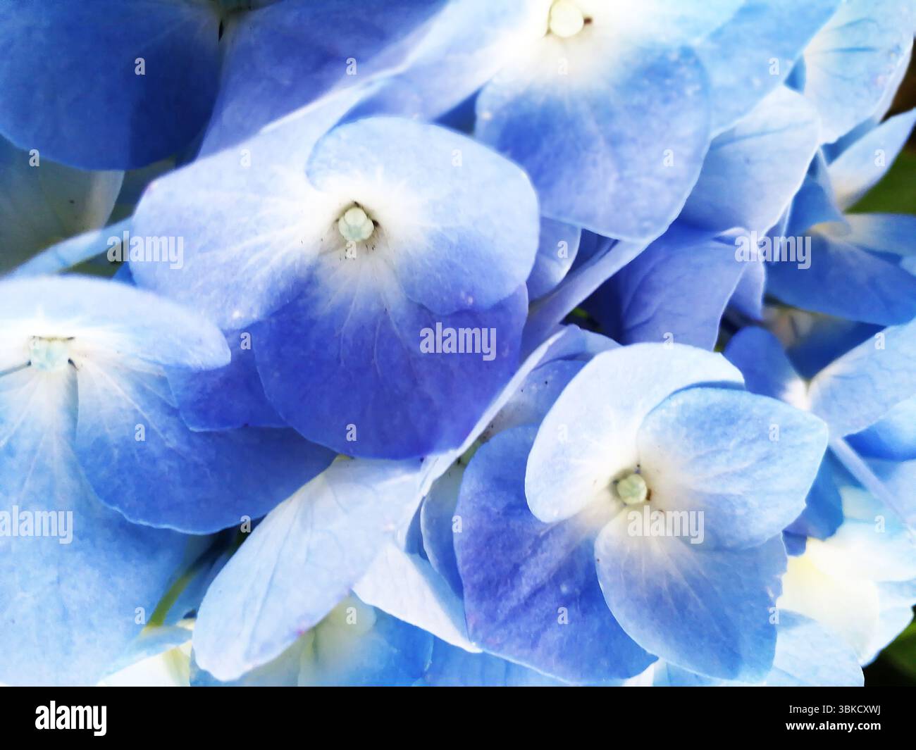 Hydrangeas are the typical flowers of the Azores Islands Stock Photo ...