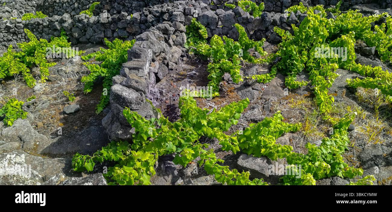Traditional vineyards in Pico Island, Azores. The vineyards are among ...
