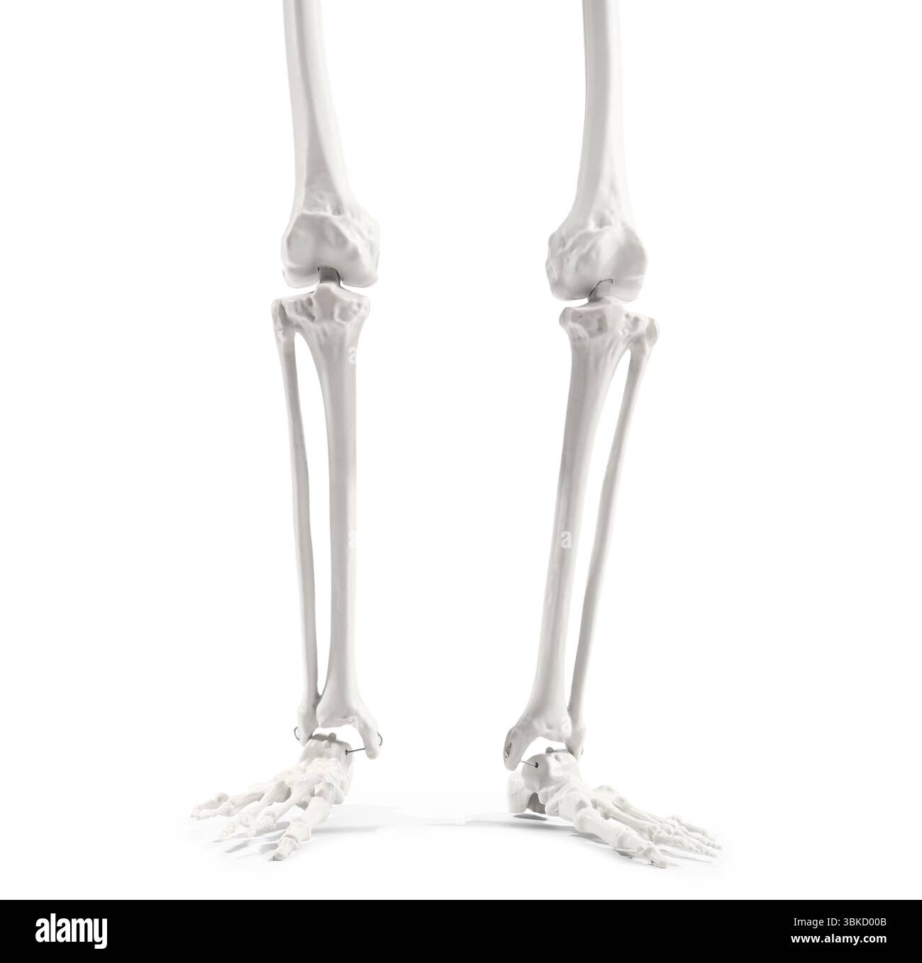 Legs of human skeleton isolated on white background Stock Photo - Alamy