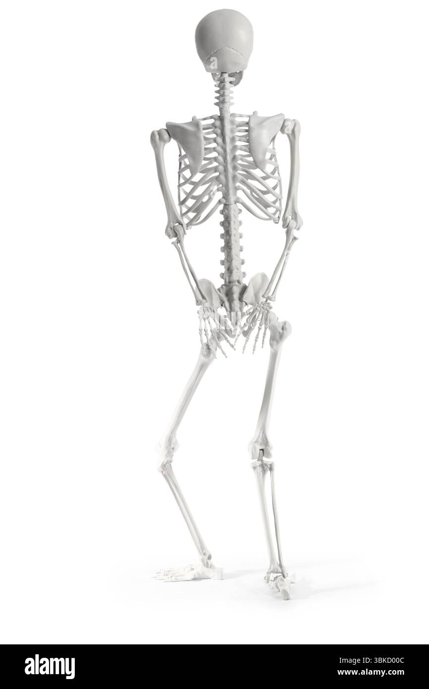 Scary human skeleton isolated on white background, back view Stock ...