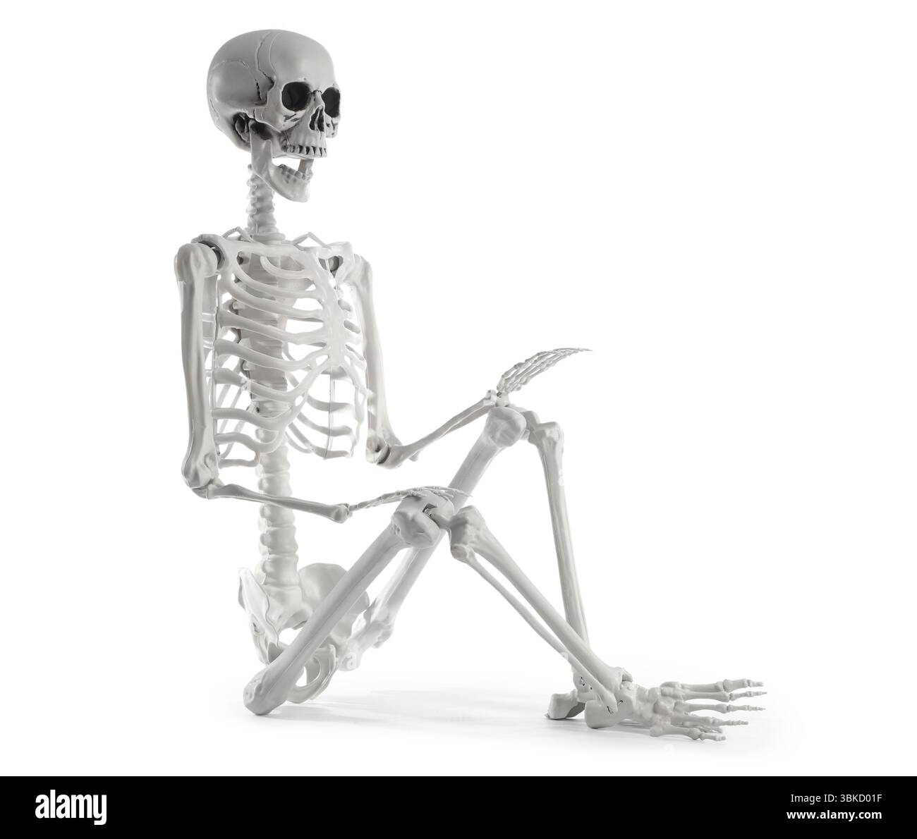 Human skeleton sitting on hi-res stock photography and images - Alamy