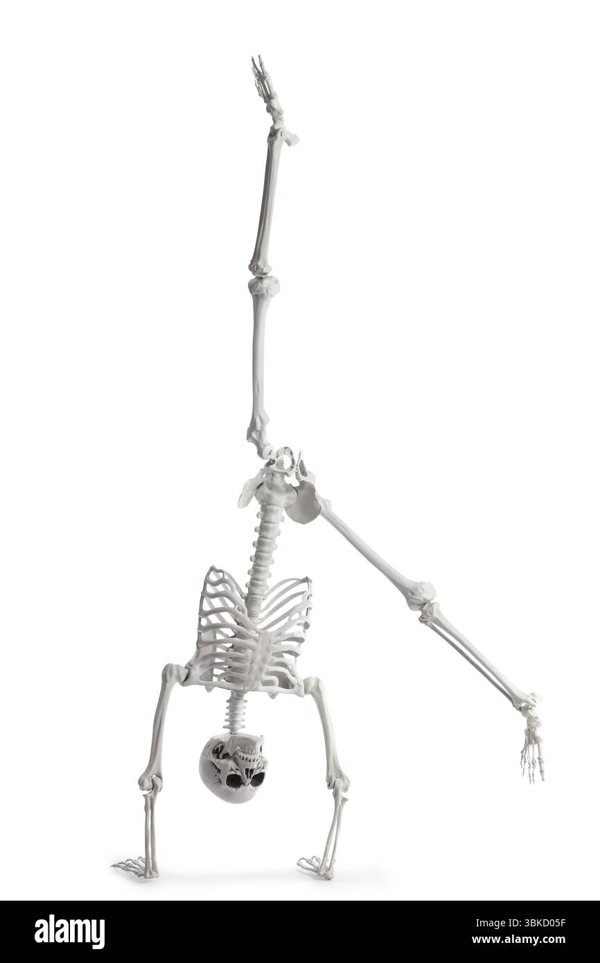 Human skeleton standing on hands against white background Stock Photo ...