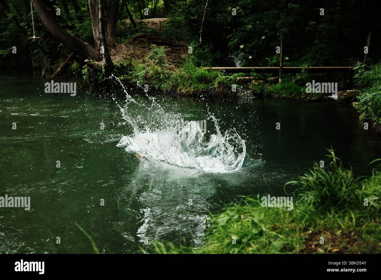Big splash in the river caused by a German Shepherd jumping into the ...