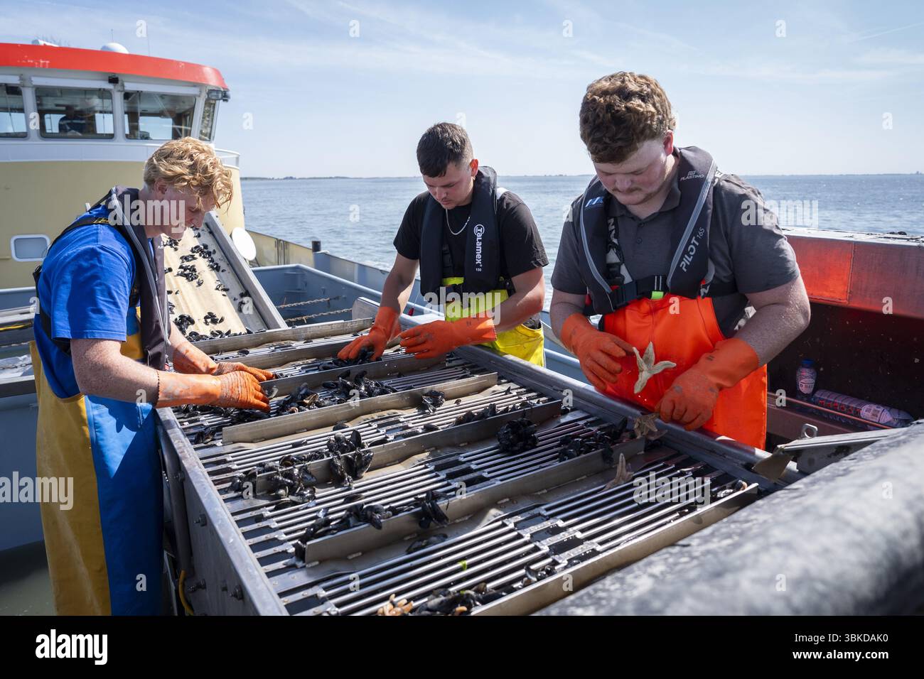 BURGHSLUIS - The mussel harvest takes place aboard BRU36 on the ...