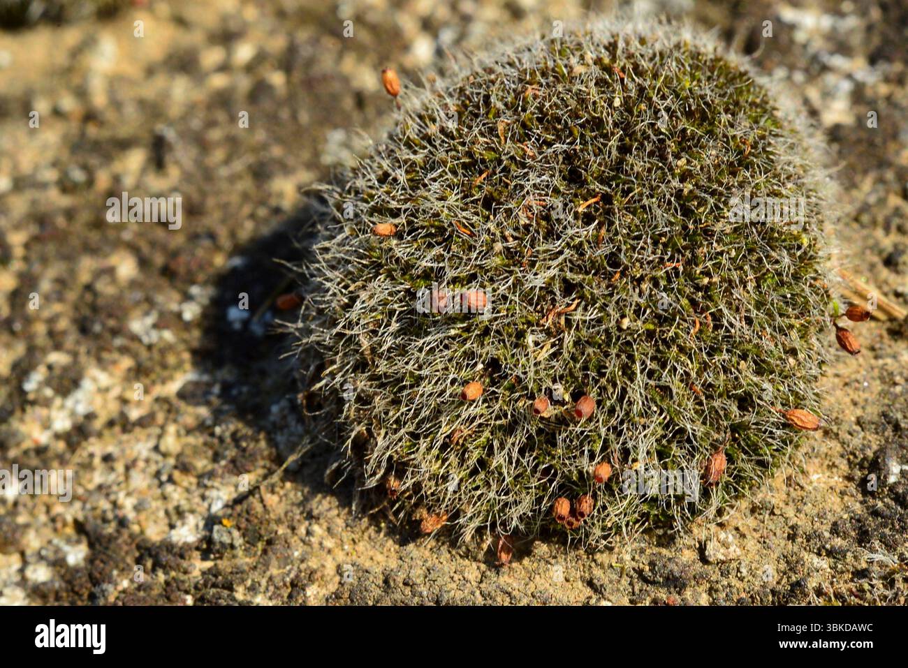 Rare variety of mosses, in their reproductive cycle, with open spore ...