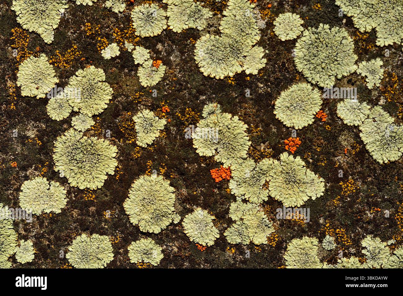 Ethnolichenology hi-res stock photography and images - Alamy