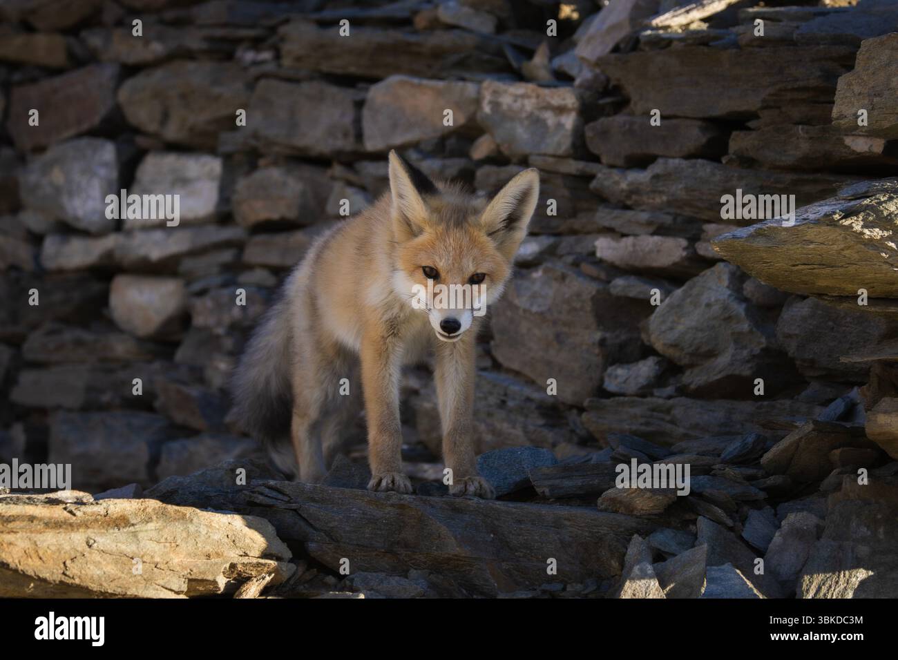 Red Fox, Vulpes vulpes, Ladakh, India Stock Photo - Alamy
