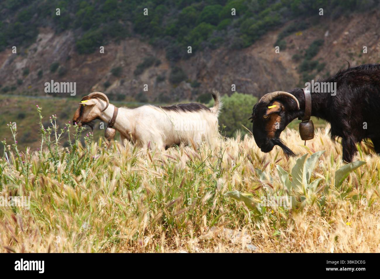 Two mountain goats with impressive curved horns and traditional bells ...