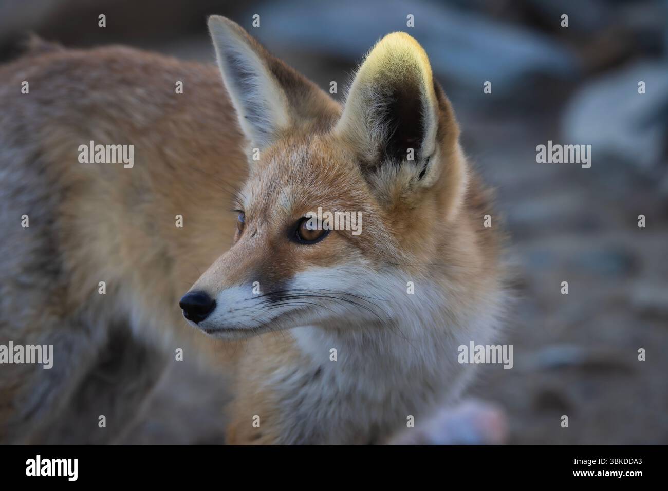 Red Fox, Vulpes vulpes, Ladakh, India Stock Photo - Alamy