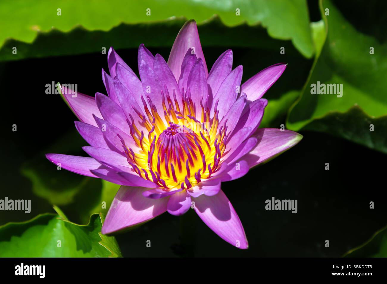 Radiant Water Lily in Bloom Stock Photo - Alamy