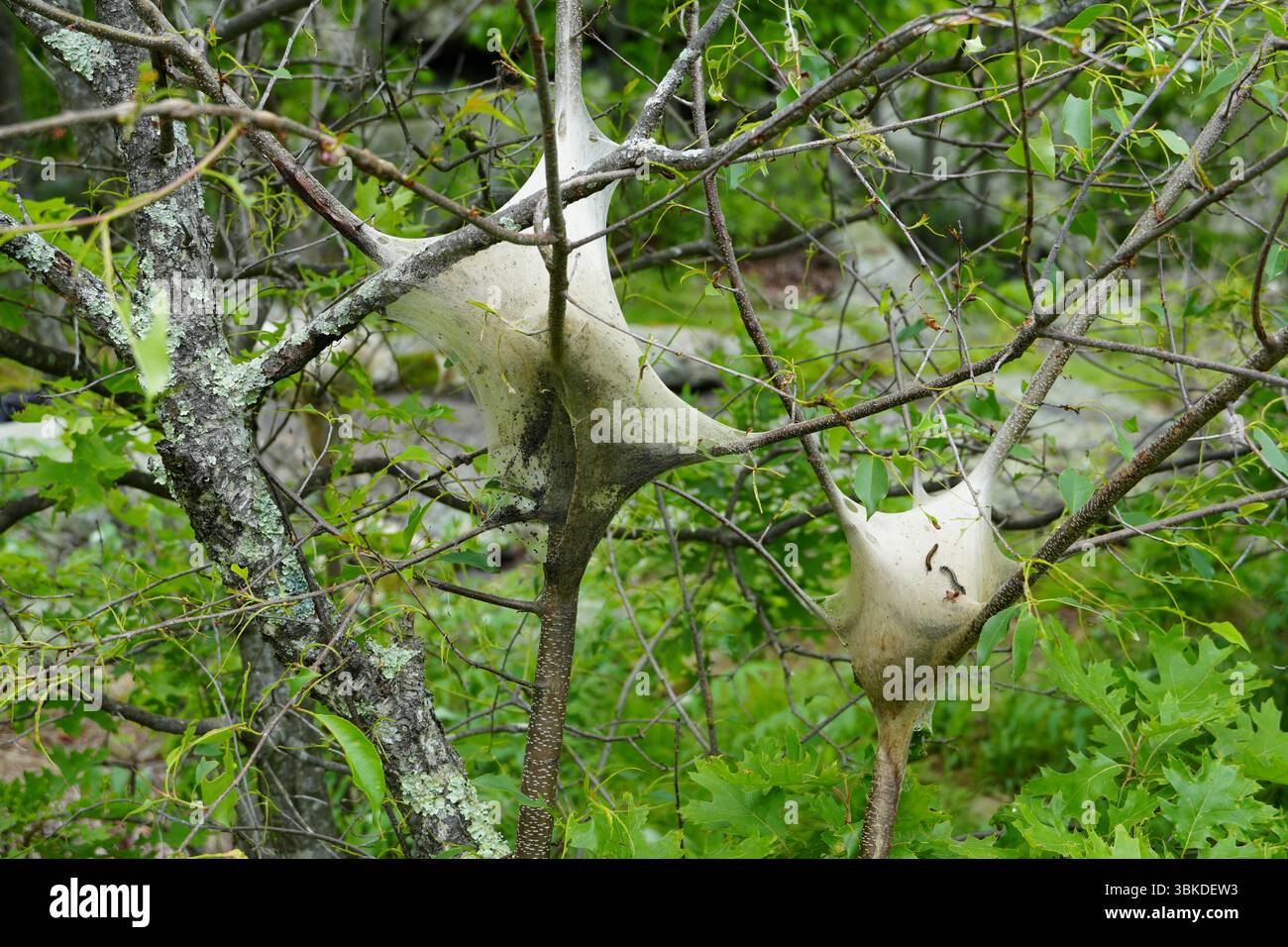 Eastern tent caterpillar nest, Malacosoma Americanum, Hudson Highlands ...