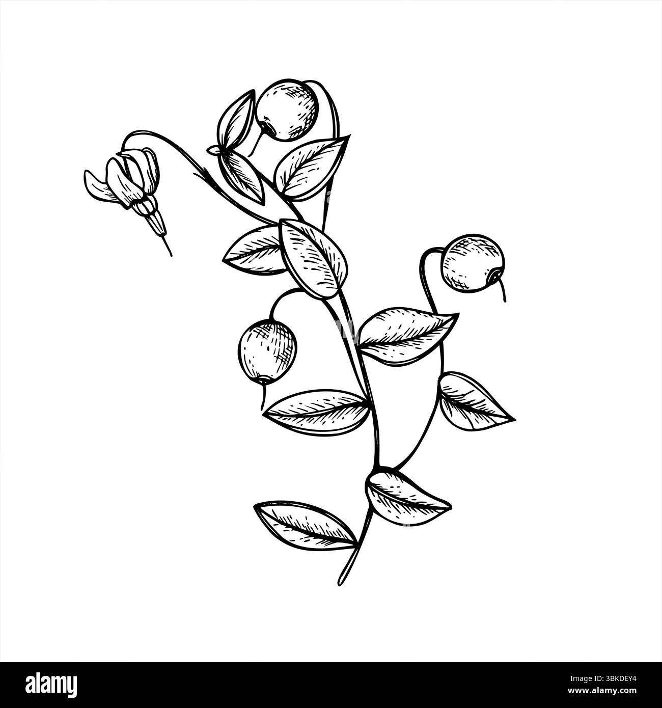 Line ink illustration Cut Out Stock Images & Pictures - Alamy